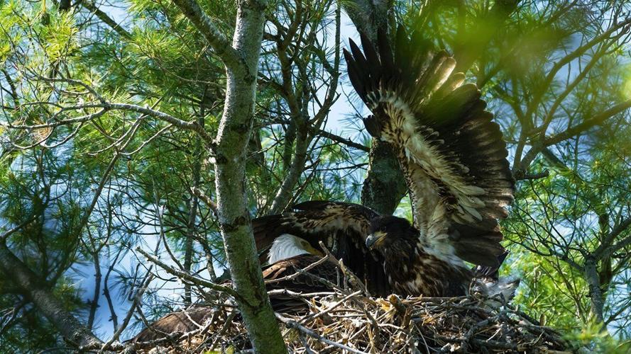 Another generation of bald eagles take flight in the Kawarthas