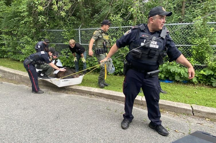 Moose no longer on the loose in Peterborough