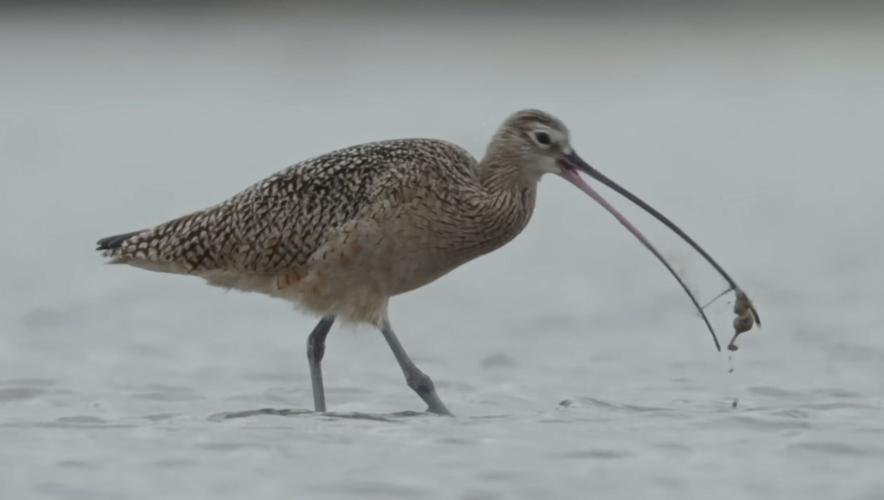 Listers: a glimpse into extreme birding