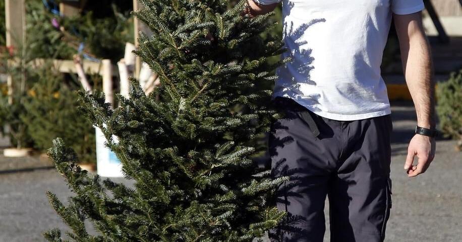 Curbside collection of Christmas trees starts Tuesday in Peterborough