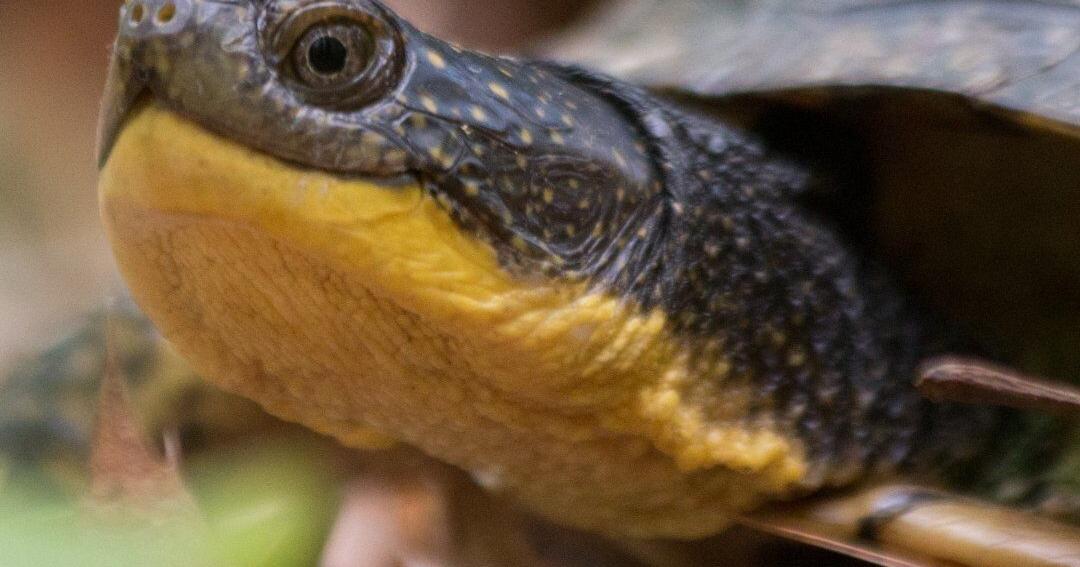 Raffle is back in support of turtle conservation centre
