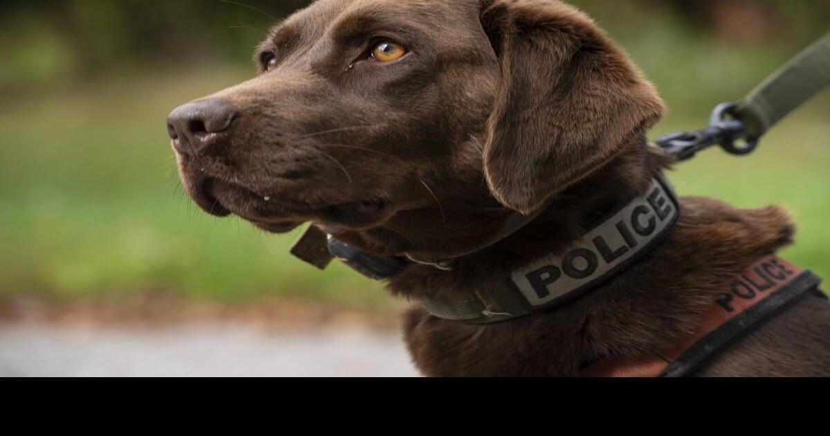 OPP search and rescue dogs use their particular set of skills to track ...