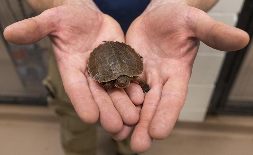 Critically endangered turtle hatchling flourishing