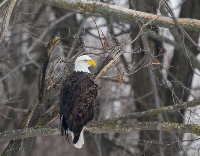 An unexpected eagle encounter