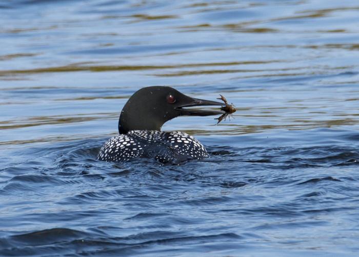 The loon's haunting cry stirs the soul on countless lakes