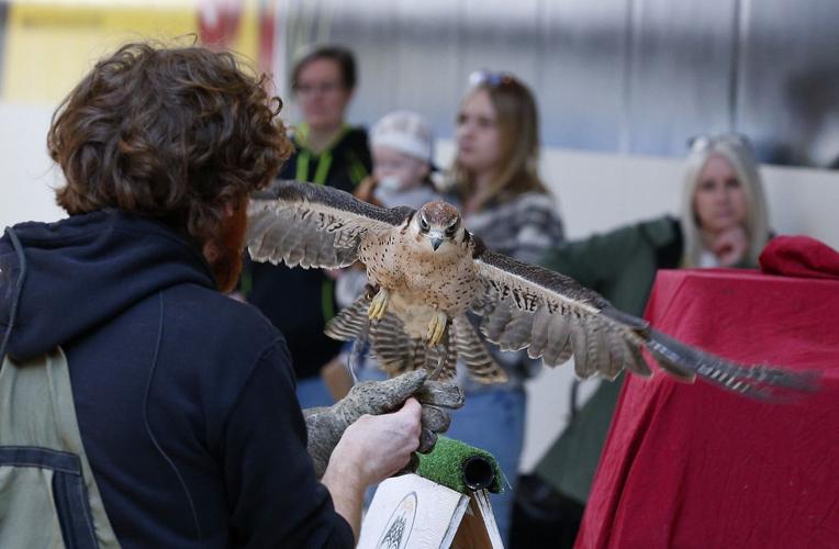 The Eyrie Birds of Prey centre event held at Lansdowne Place