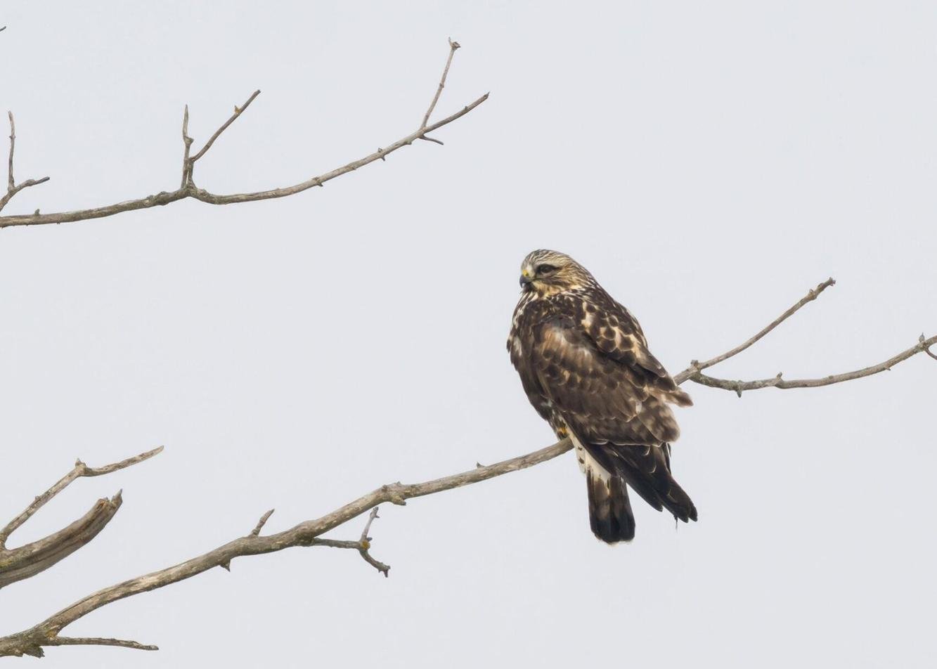 The most beautiful hawk