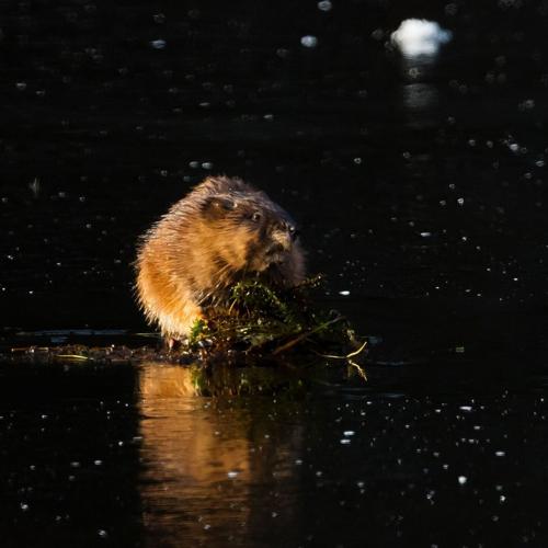 Late fall wildlife sightings in the Kawarthas