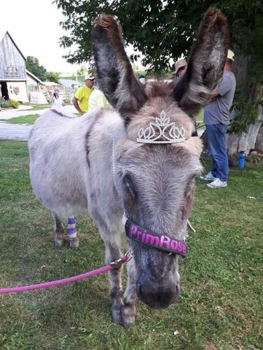 Fundraising: Primrose Donkey Sanctuary celebrating namesake’s 46th birthday