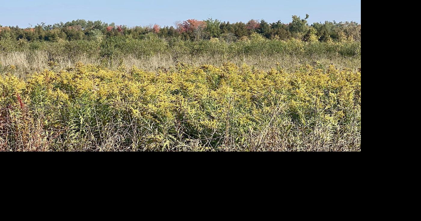 Donation helps group maintain making meadow memories