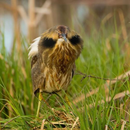 An American bittern looks for a mate