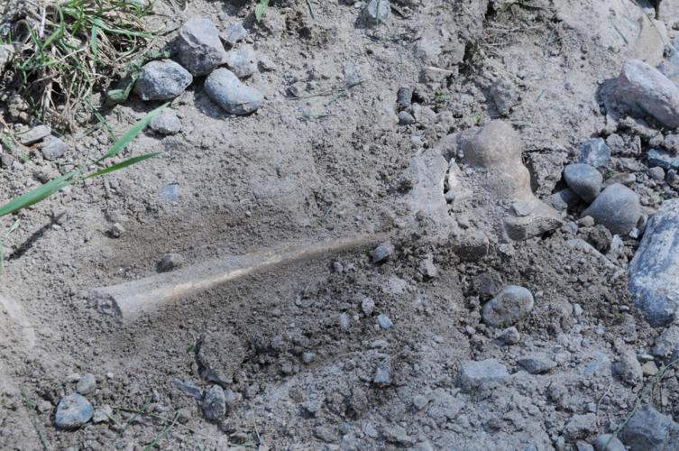 Registrar of Cemeteries takes over human remains probe