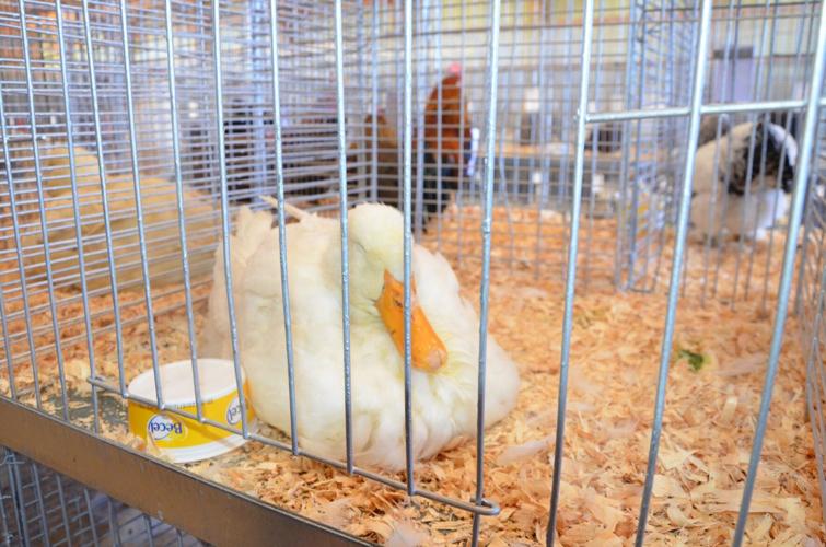 Photos: Thousands descend on Norwood for annual 3-day Norwood Fair
