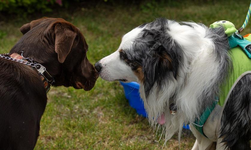 New pet trail unveiled during Pet Fest