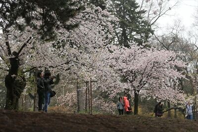 Missing the High Park cherry blossoms? Watch the city’s live ‘bloom cam’