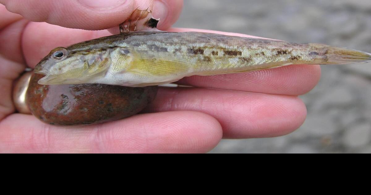 Invasive round gobies detected in Peterborough’s Otonabee River