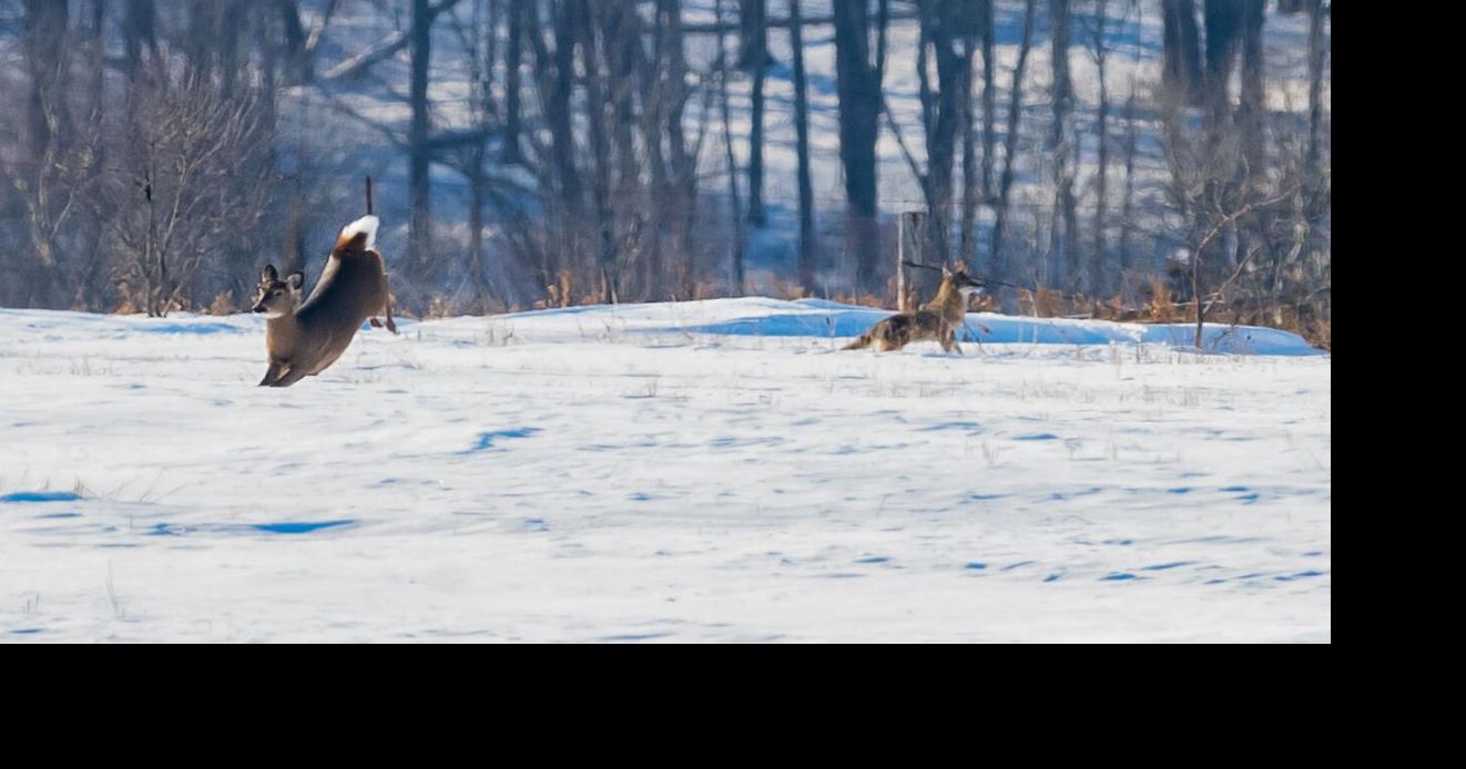 The tale of two coyotes and one lucky deer