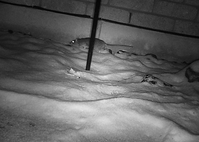 150% increase in rat calls has Peterborough residents playing hide and ...