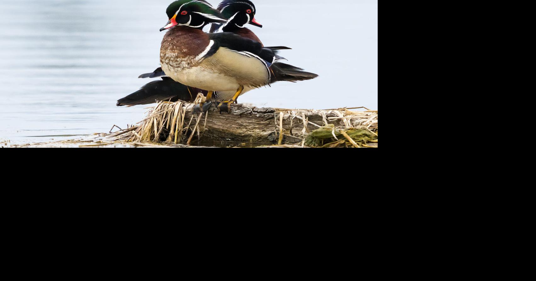 Nature’s perfect timing