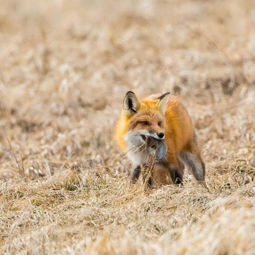 Fox hunt