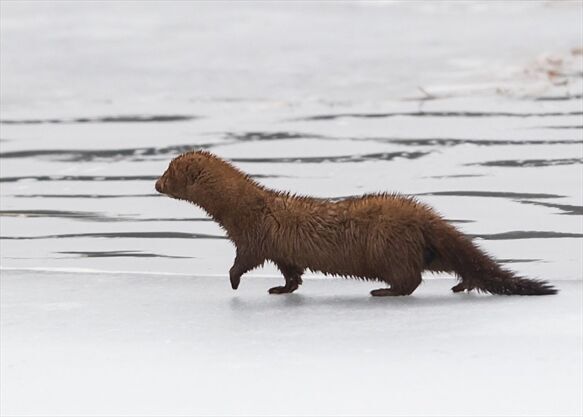 The strange encounter between a skilled otter and a brazen mink