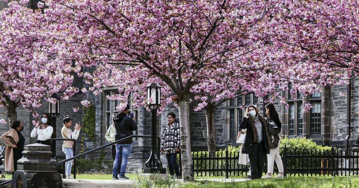 Sick of cherry blossom crowds at High Park? Here are other spots