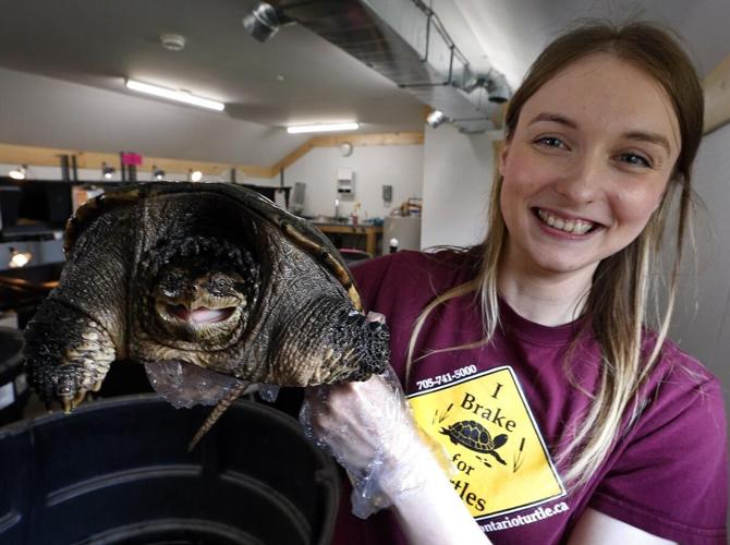 New home for Peterborough’s Ontario Turtle Trauma Centre
