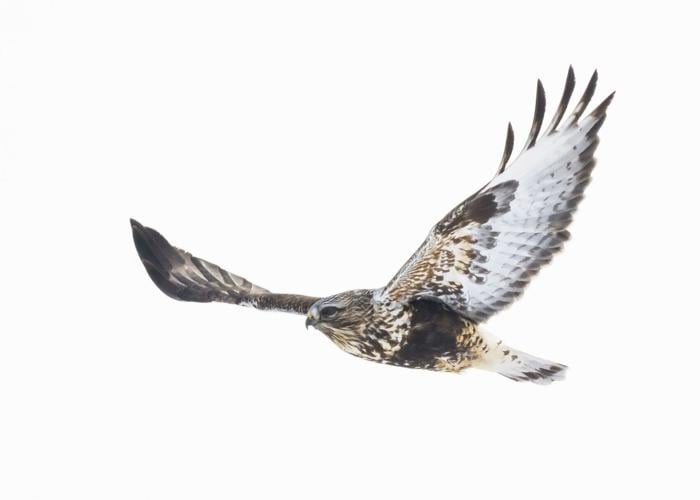 The most beautiful hawk