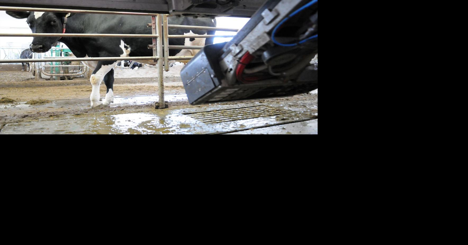 HOLY COW! At this farm, robots milk the cows
