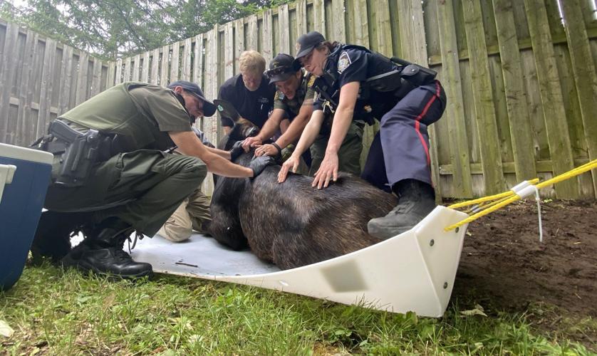 Moose no longer on the loose in Peterborough