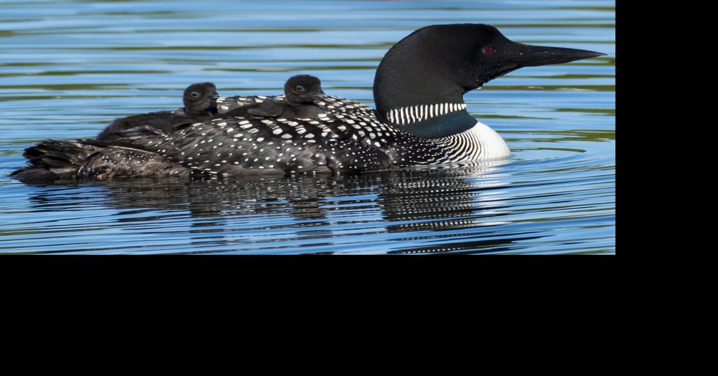 The loon's haunting cry stirs the soul on countless lakes