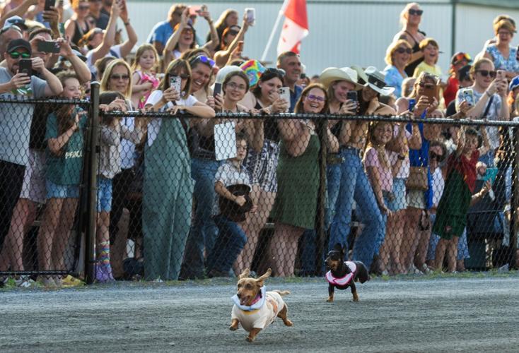 Wiener dogs take the spotlight at Kawartha Downs