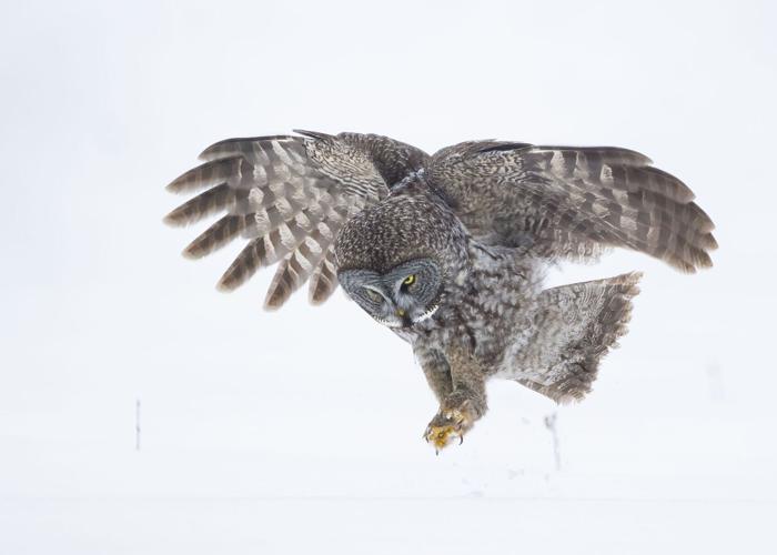 Capturing the great grey owl hunt