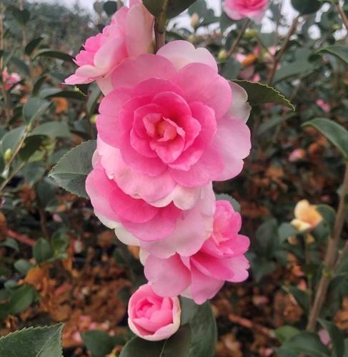 Discover the Elegance of the Ice Angel Camellia: A Perfect Addition to ...