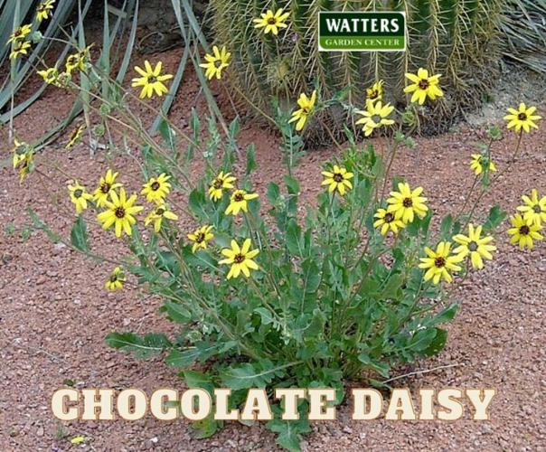8 Chocolate-Scented Delights: Indulge Your Senses in the Garden | Arts ...