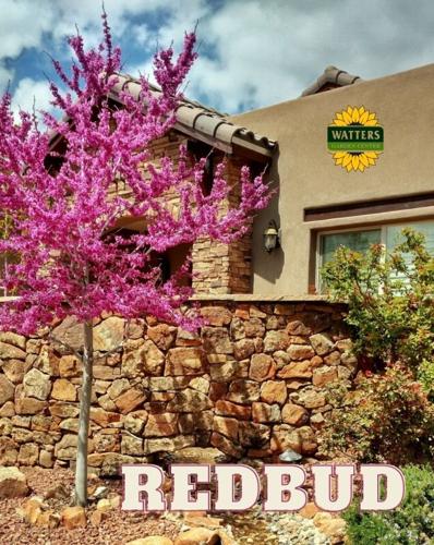 Top 10 Flowering Trees for Spring in Prescott | Prescott Valley Times ...