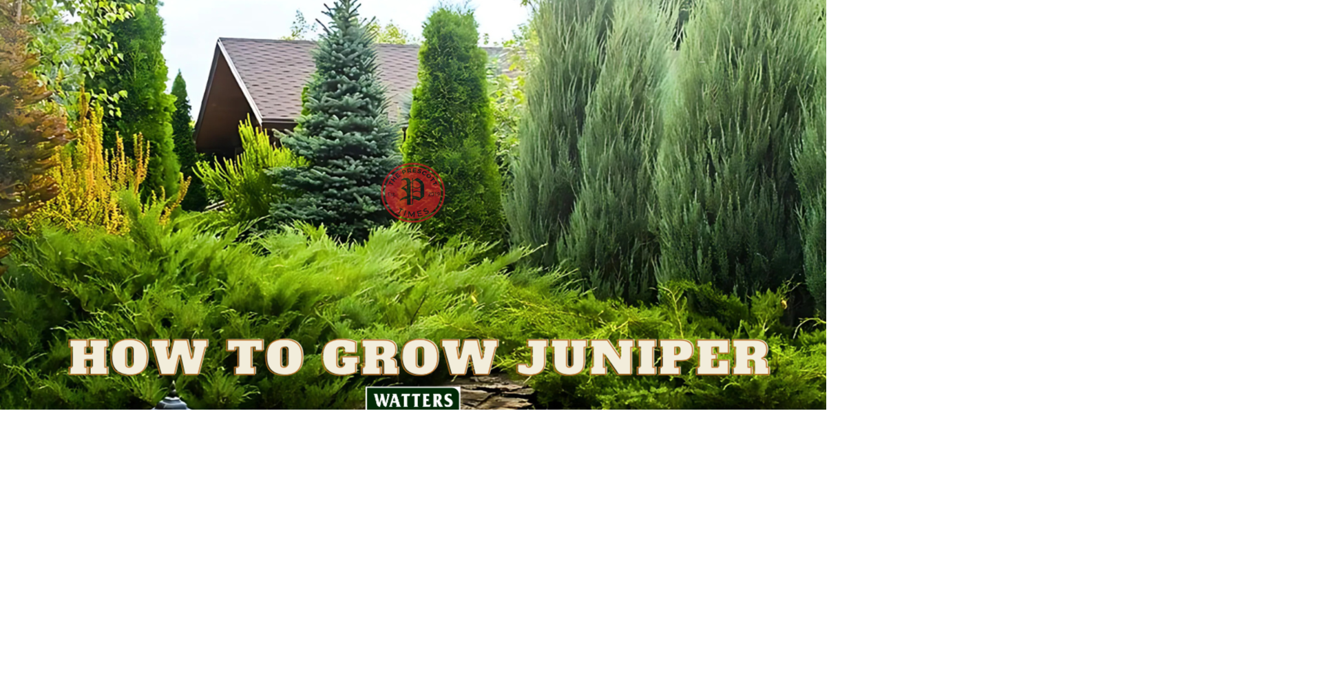 World’s Oldest Juniper Found in Finland | Prescott Valley Times local ...