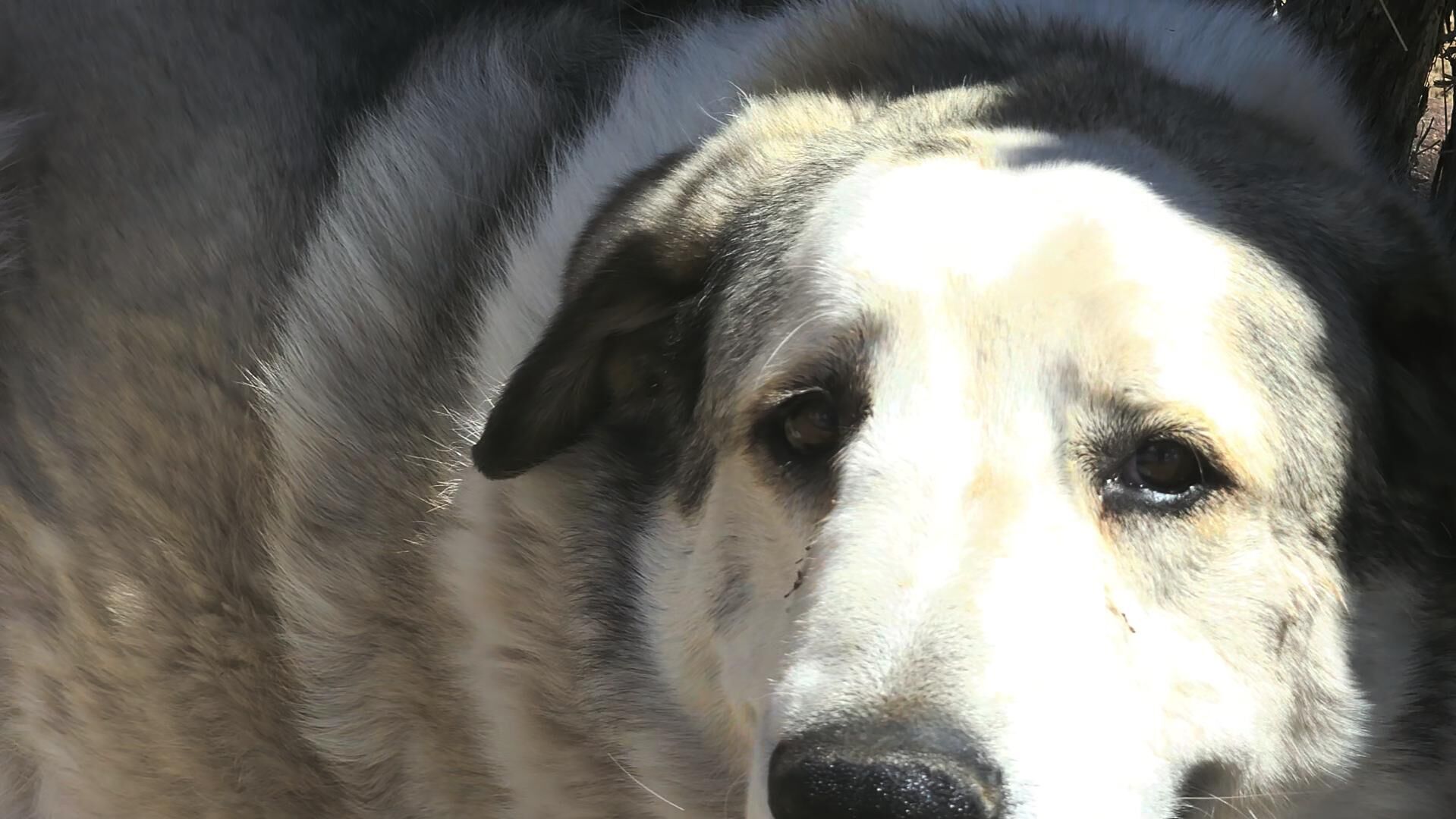 Missing 2-Year-Old Found Safe After 16-Hour Search in Seligman—Thanks ...