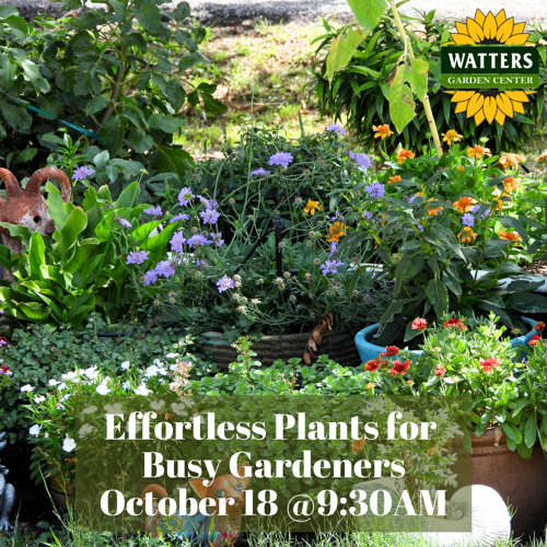 Free Fall Garden Classes Every Saturday in October at Watters Garden ...