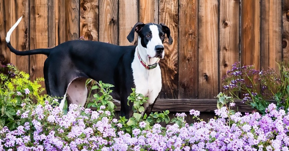 Best 12 Dynamic Evergreen Ground Cover Plants You Need To Know | Vlogs | theprescotttimes.com