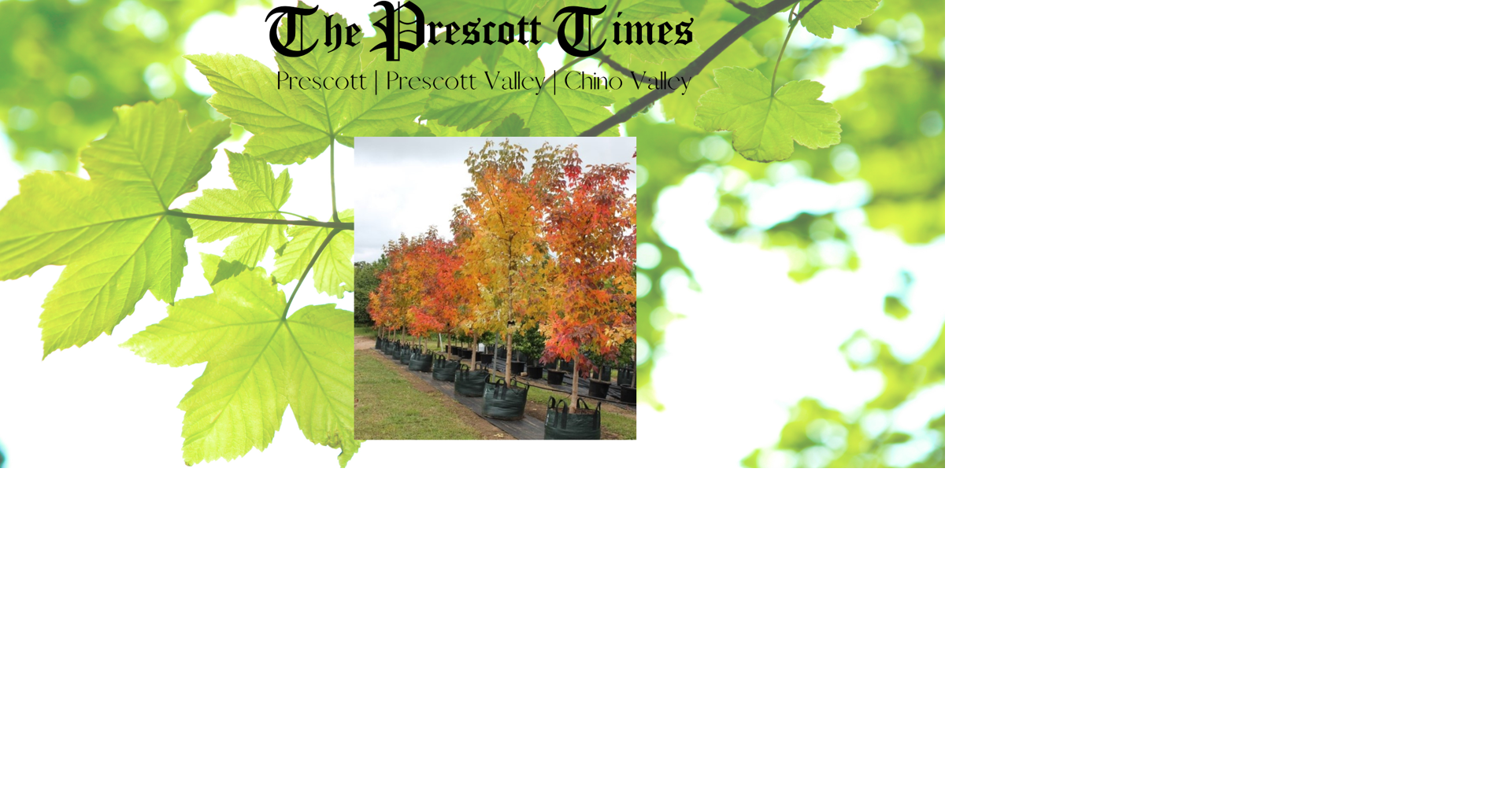 acer negundo 'sensation problems