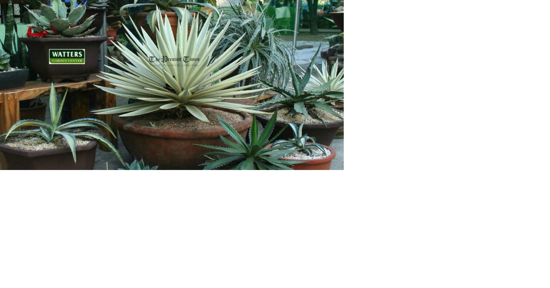 Spring Blooms & Thrilling Container Gardens: Top Tall Plants for ...