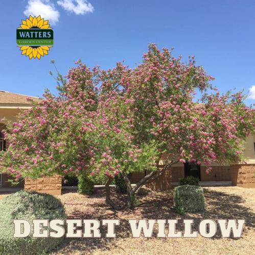 Top 10 Flowering Trees for Spring in Prescott | Prescott Valley Times ...