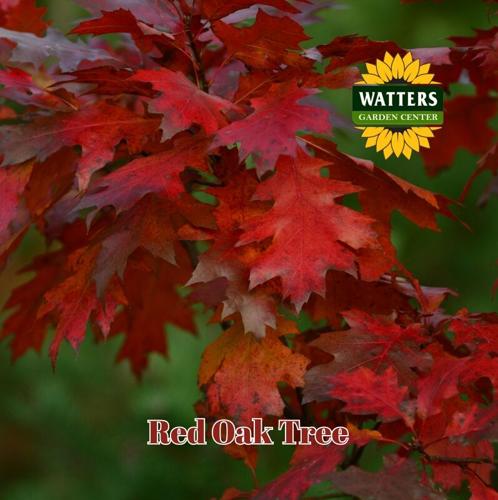 Top 10 Fast-Growing Trees for Quick Shade and Beauty in Prescott ...