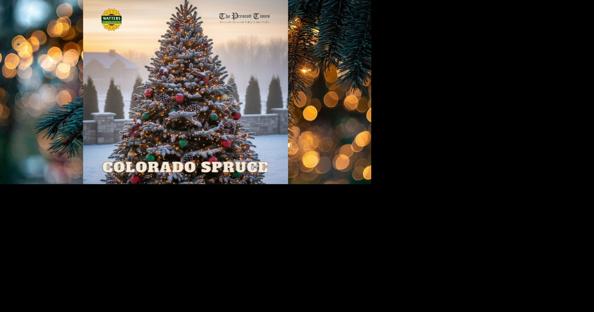 Discover the Best Living Christmas Trees for Prescott’s Winter ...