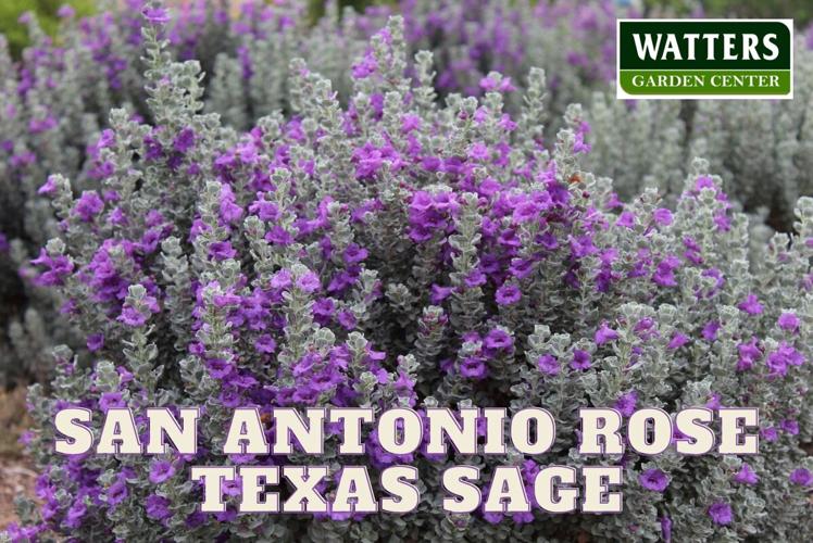 Top 10 Vibrant Plants for a Thriving Arizona Landscape – Expert Picks ...