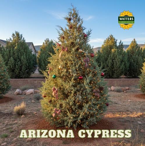 Discover the Best Living Christmas Trees for Prescott’s Winter ...