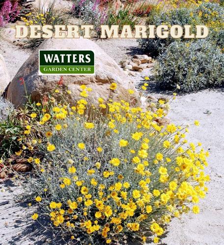 Top 10 Vibrant Plants for a Thriving Arizona Landscape – Expert Picks ...