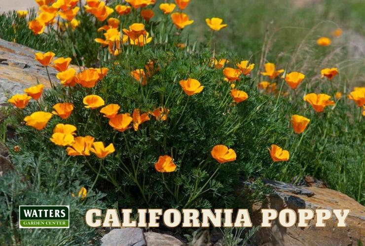 Top 10 Vibrant Plants for a Thriving Arizona Landscape – Expert Picks ...