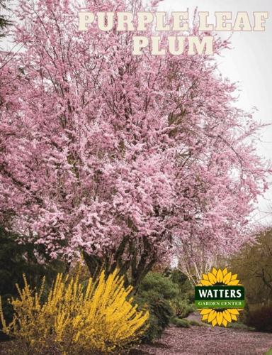 Top 10 Flowering Trees for Spring in Prescott | Prescott Valley Times ...